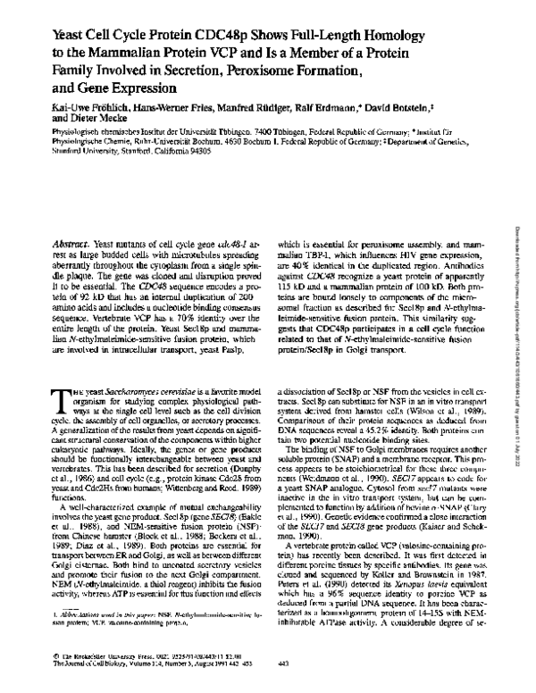 (PDF) Yeast cell cycle protein CDC48p shows full-length homology to the ...