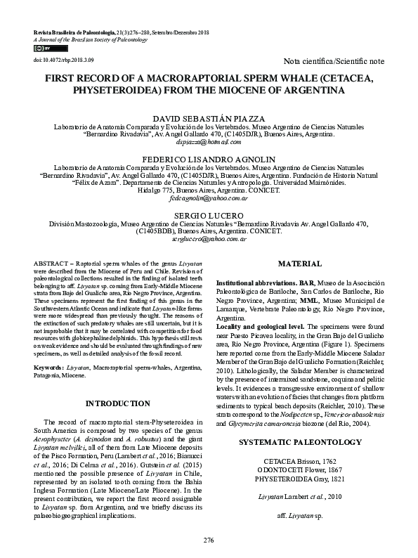 (PDF) First record of a macroraptorial sperm whale (Cetacea ...