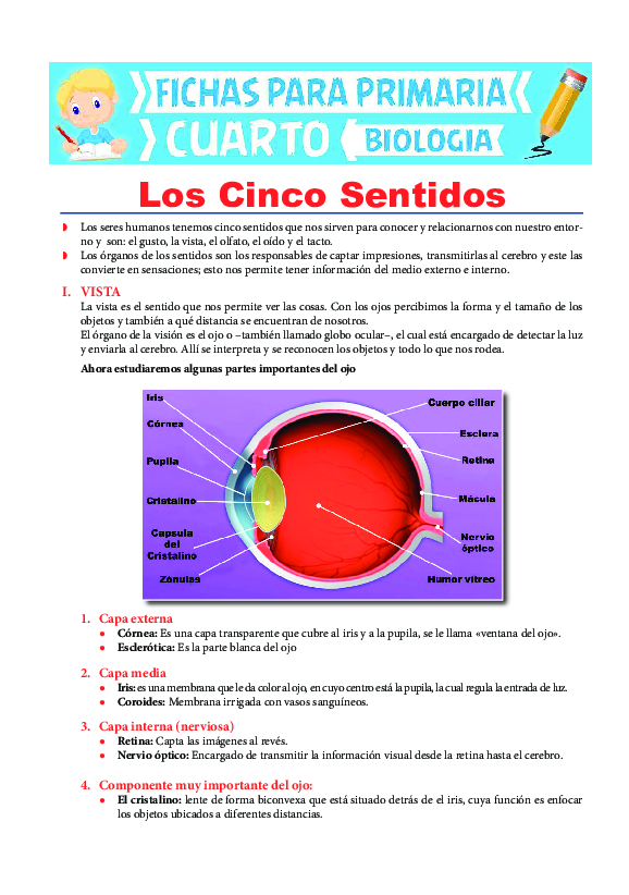 (PDF) Los Cinco Sentidos para Cuarto de Primaria