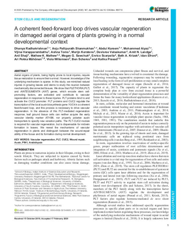 (PDF) A coherent feed forward loop drives vascular regeneration in ...