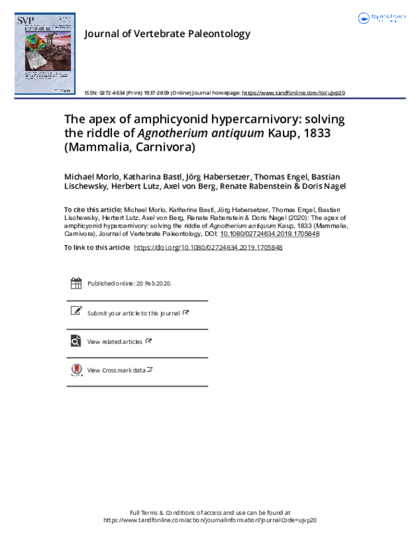 (PDF) New Insights into Agnotherium antiquum