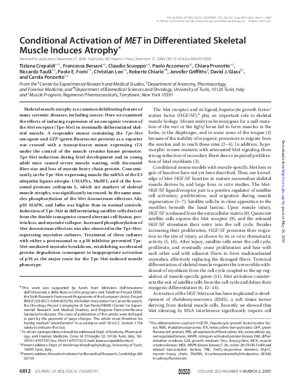 (PDF) Conditional Activation of MET in Differentiated Skeletal Muscle ...