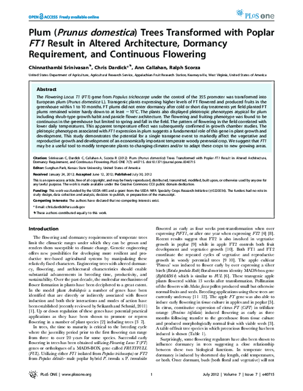 (PDF) Plum (Prunus domestica) Trees Transformed with Poplar FT1 Result ...