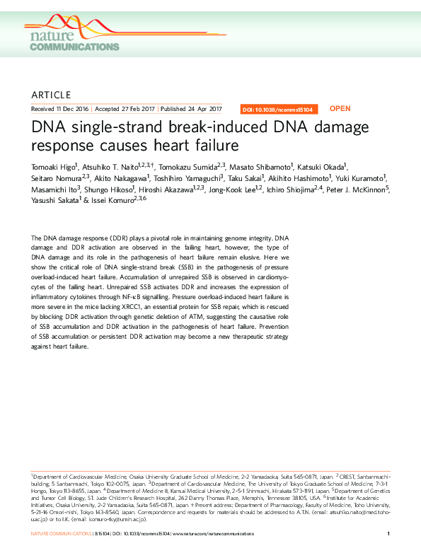 (PDF) DNA single-strand break-induced DNA damage response causes heart ...