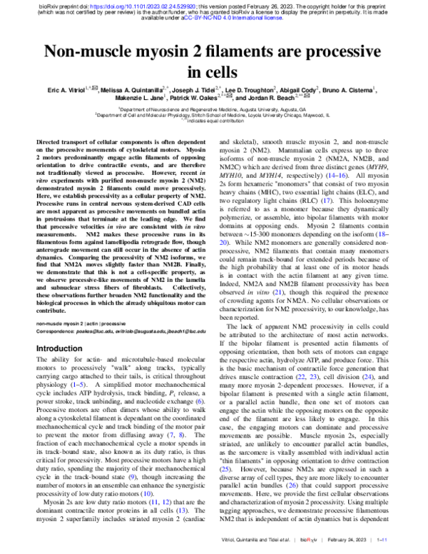 (PDF) Non-muscle myosin 2 filaments are processive in cells