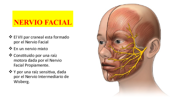 (PPT) NERVIO FACIAL