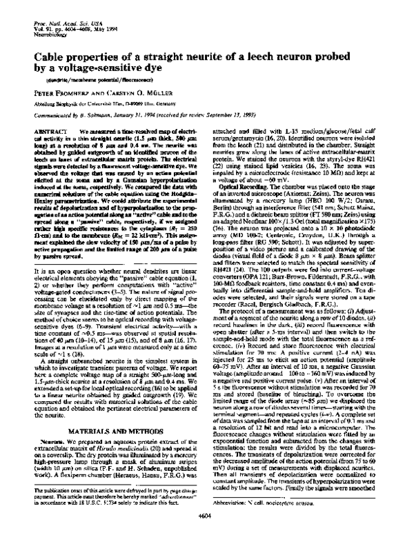 (PDF) Cable properties of a straight neurite of a leech neuron probed ...