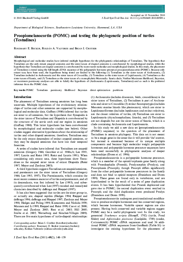 (PDF) Proopiomelanocortin (POMC) and testing the phylogenetic position ...