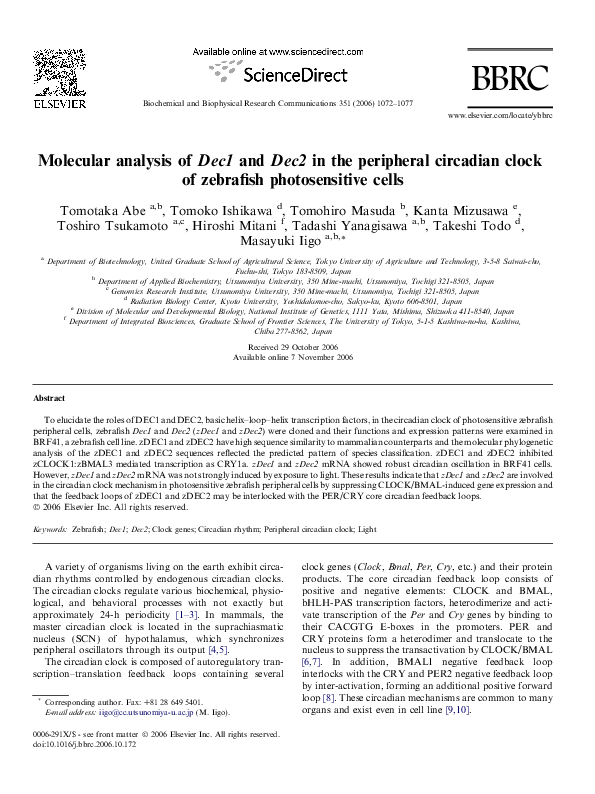 (PDF) Molecular analysis of Dec1 and Dec2 in the peripheral circadian ...
