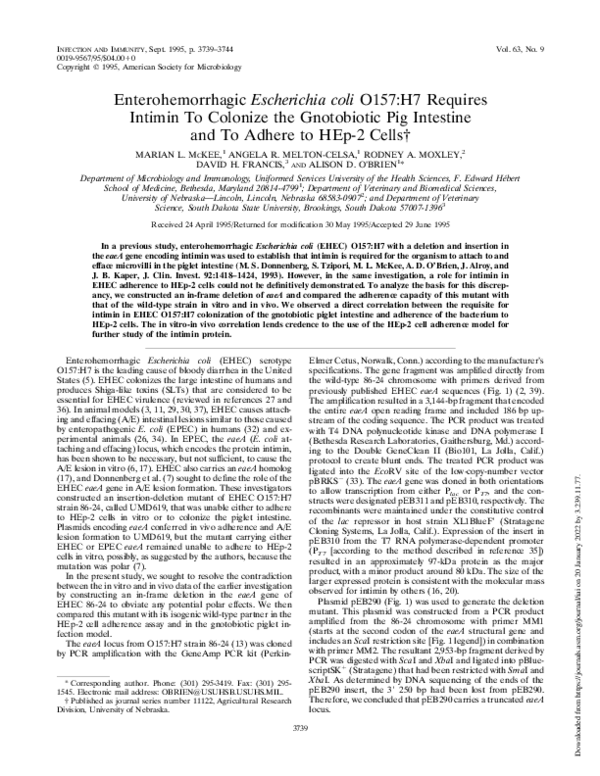 (PDF) Enterohemorrhagic Escherichia coli O157:H7 requires intimin to ...