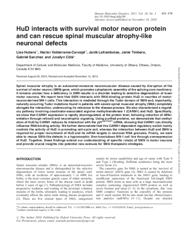 (PDF) HuD interacts with survival motor neuron protein and can rescue ...