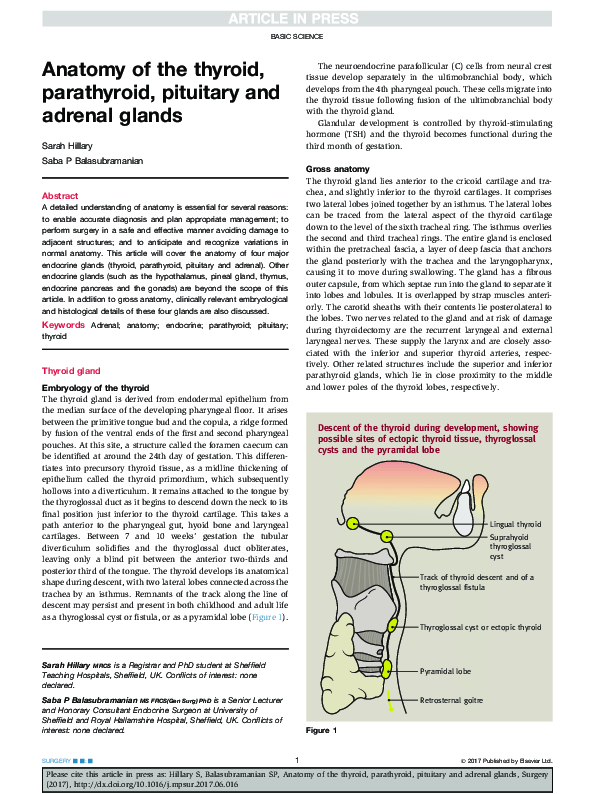 (PDF) Anatomy of the thyroid, parathyroid, pituitary and adrenal glands