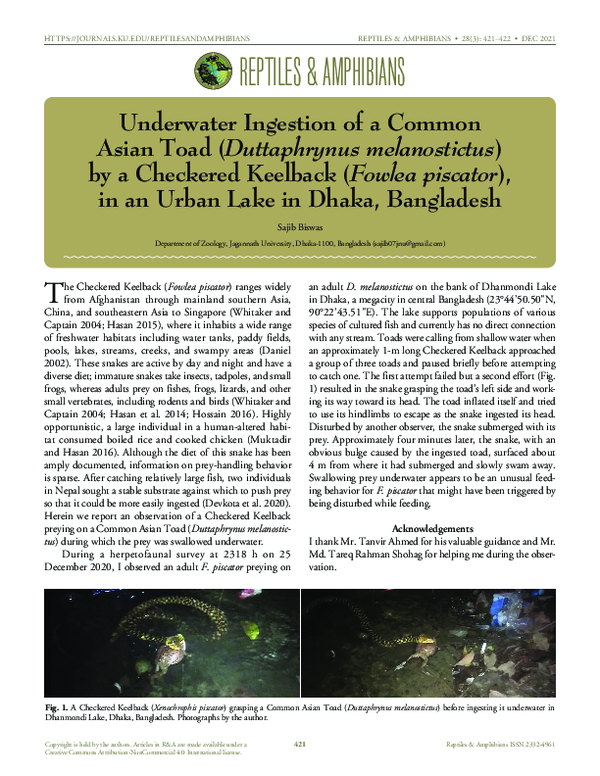 (PDF) Underwater ingestion of a Common Asian Toad (Duttaphrynus ...