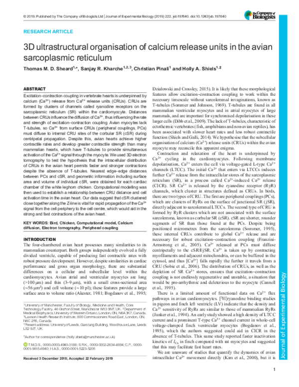 (PDF) 3D ultrastructural organisation of calcium release units in the ...
