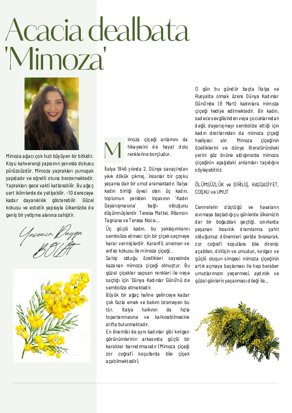 (PDF) Acacia dealbata 'Mimoza' | Yasemin Duygu BOLAT - Academia.edu