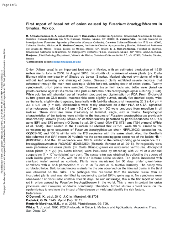 (PDF) First Report of Basal Rot of Onion Caused by Fusarium ...