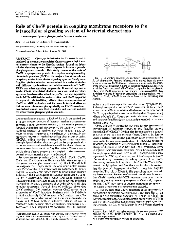 Role of CheW protein in coupling membrane receptors to the ...