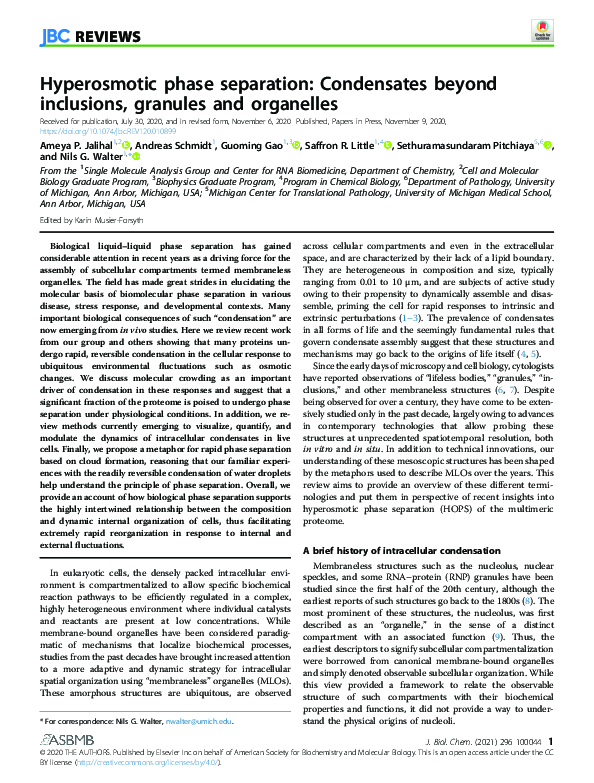(PDF) Hyperosmotic phase separation: Condensates beyond inclusions ...