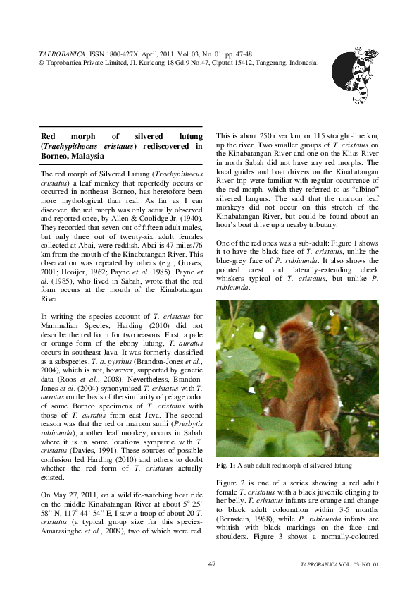 (PDF) Red morph of silvered lutung (Trachypithecus cristatus ...