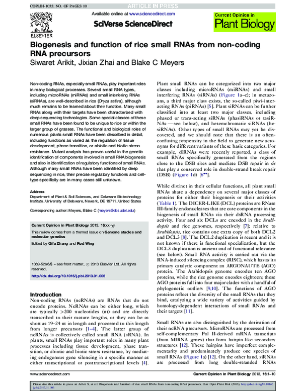 (PDF) Biogenesis and function of rice small RNAs from non-coding RNA ...