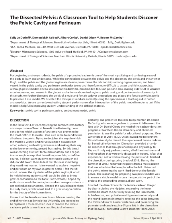 (PDF) The Dissected Pelvis: A Classroom Tool to Help Students Discover ...