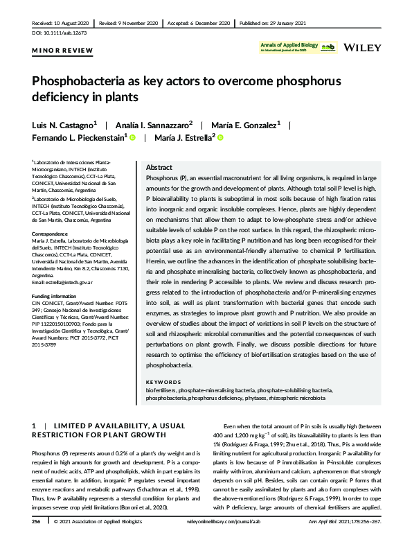 (PDF) Phosphobacteria as key actors to overcome phosphorus deficiency in plants