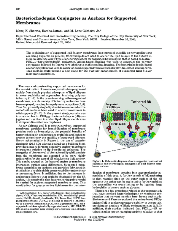 (PDF) Bacteriorhodopsin Conjugates as Anchors for Supported Membranes ...