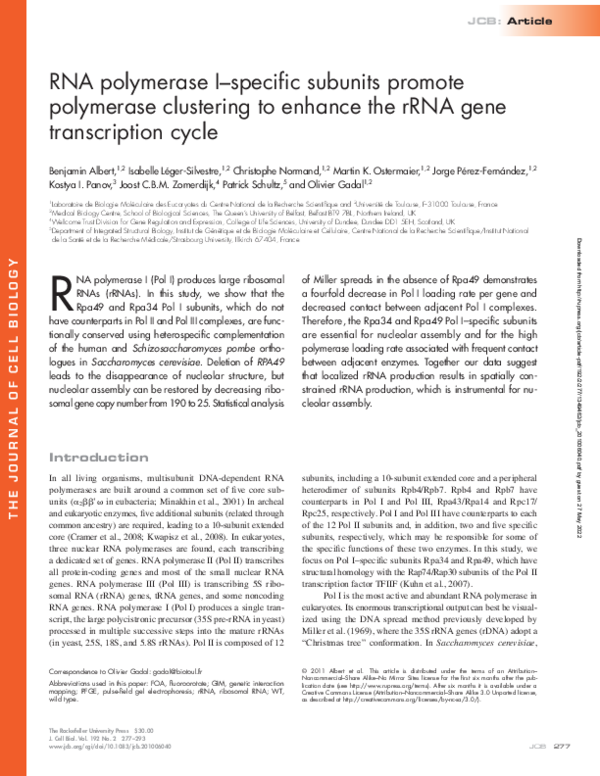 (PDF) RNA polymerase I–specific subunits promote polymerase clustering ...
