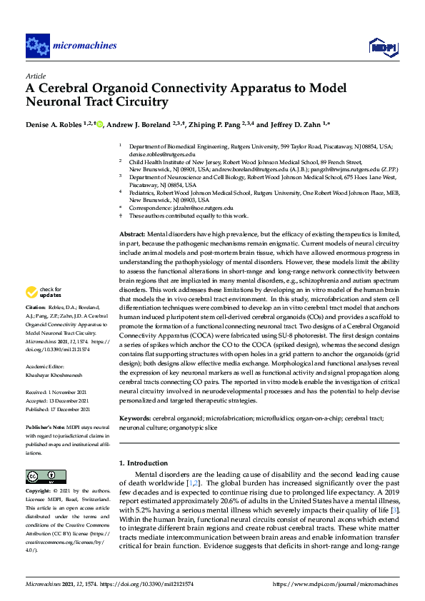 (PDF) A Cerebral Organoid Connectivity Apparatus to Model Neuronal ...