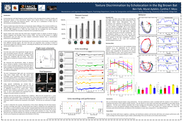 (PDF) Texture discrimination by echolocation in the big brown bat