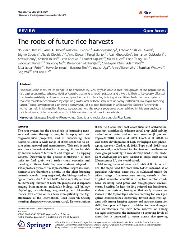 (PDF) The roots of future rice harvests