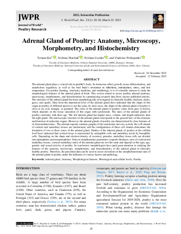 (PDF) Adrenal Gland of Poultry: Anatomy, Microscopy, Morphometry, and Histochemistry