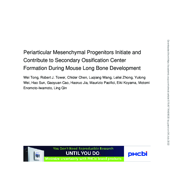 (PDF) Periarticular Mesenchymal Progenitors Initiate and Contribute to ...