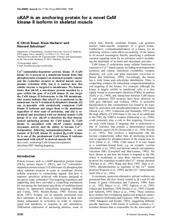(PDF) alpha KAP is an anchoring protein for a novel CaM kinase II ...