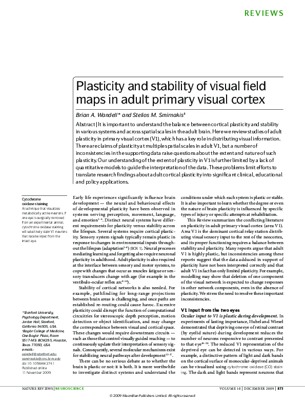 (PDF) Plasticity and stability of visual field maps in adult primary visual cortex