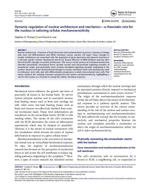 (PDF) Dynamic regulation of nuclear architecture and mechanics-a ...