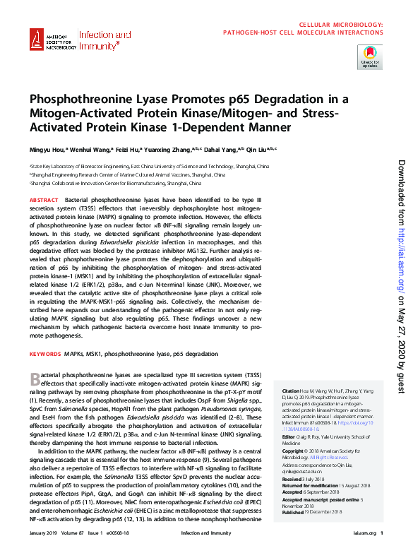 (PDF) Phosphothreonine lyase promotes p65 degradation in a MAPK-MSK1 ...