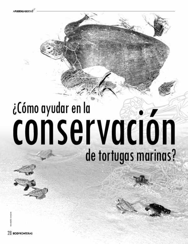(PDF) Cómo ayudar en la conservación de tortugas marinas