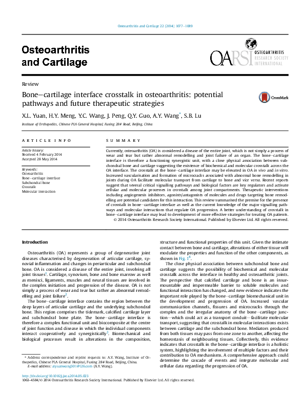 Bone-cartilage interface crosstalk in osteoarthritis: potential ...