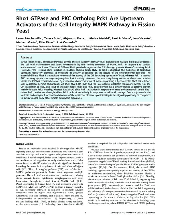 Pdf Rho1 Gtpase And Pkc Ortholog Pck1 Are Upstream Activators Of The Cell Integrity Mapk