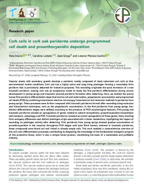 (PDF) Cork cells in cork oak periderms undergo programmed cell death ...