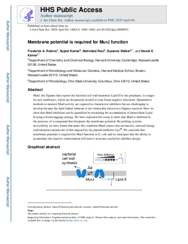 (PDF) Membrane potential is required for MurJ function