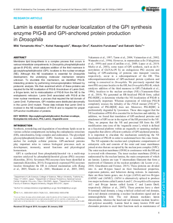 (PDF) Lamin is essential for nuclear localization of the GPI synthesis ...