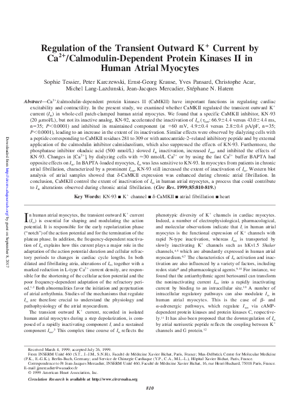 (PDF) Regulation of the Transient Outward K + Current by Ca 2 ...