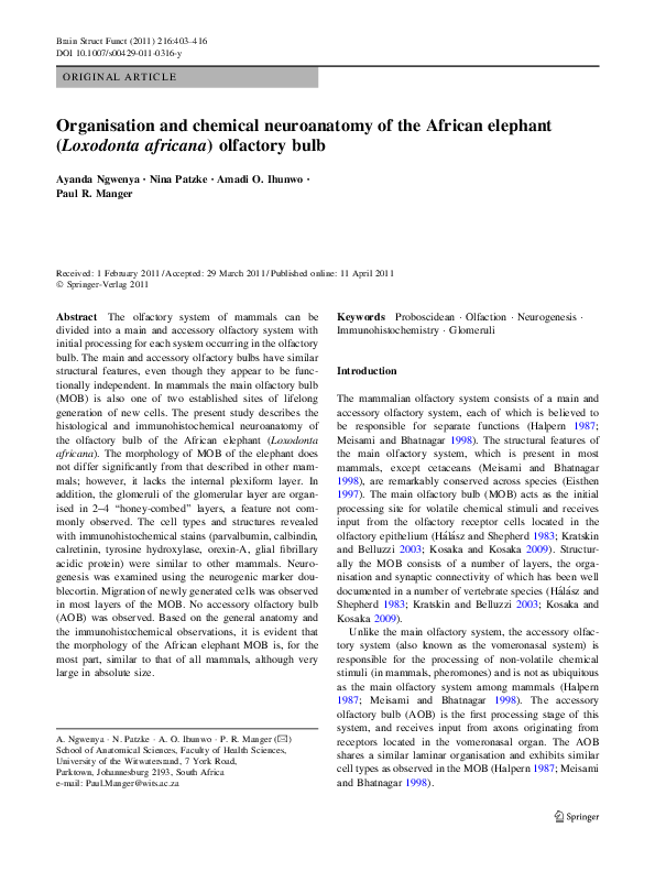 Organisation and chemical neuroanatomy of the African elephant ...