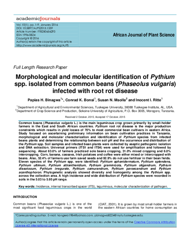 Pdf Morphological And Molecular Identification Of Pythium Spp Isolated From Common Beans