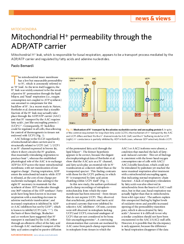 (PDF) Mitochondrial H+ permeability through the ADP/ATP carrier