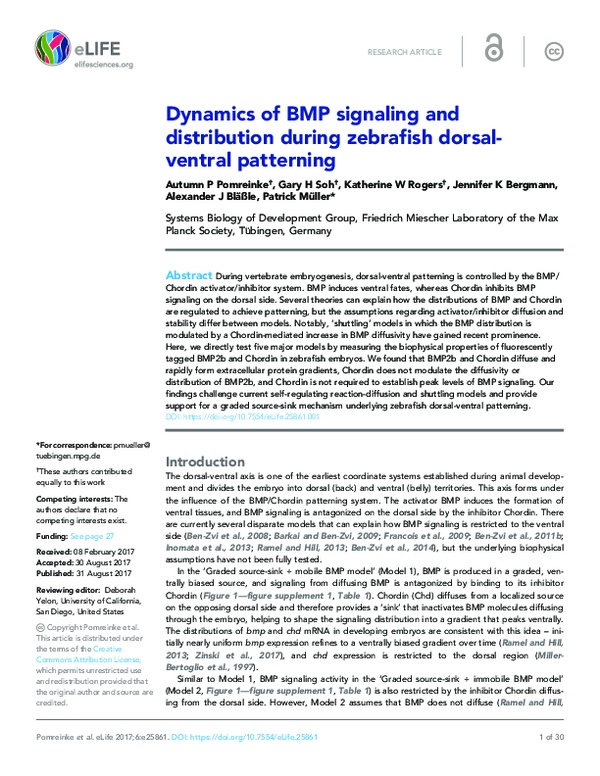 (PDF) Dynamics of BMP signaling and distribution during zebrafish ...