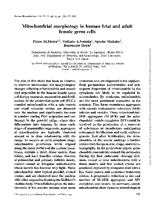 (PDF) Mitochondrial morphology in human fetal and adult female germ cells