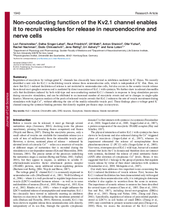 (PDF) Non-conducting function of the Kv2.1 channel enables it to ...